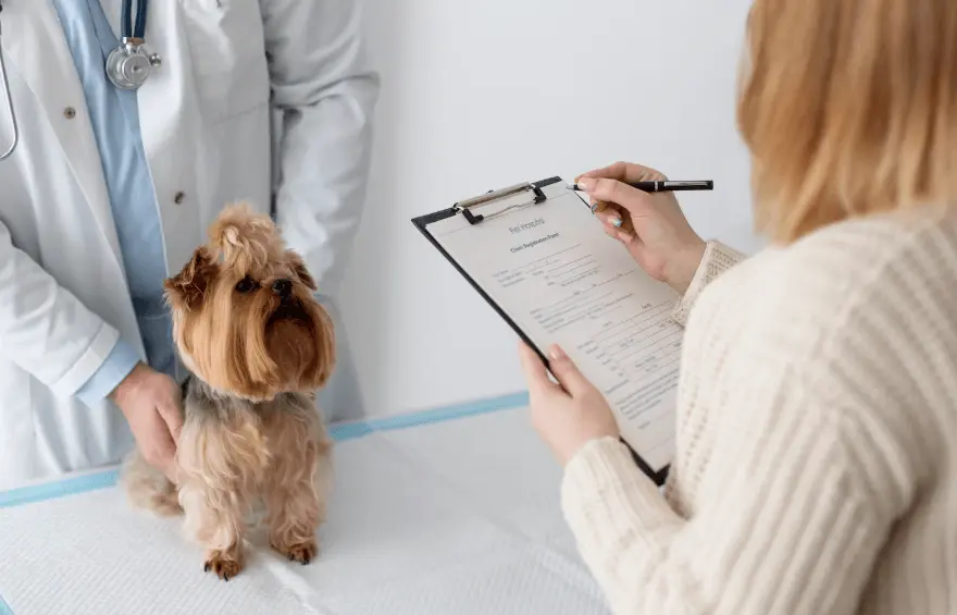 What Is a Dog Health Certificate? | Guide for Dog Owners